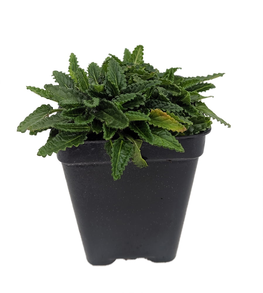 Dwarf Betony - Stachys minima - 2.5" Pot - Terrarium/Fairy Garden/House ...