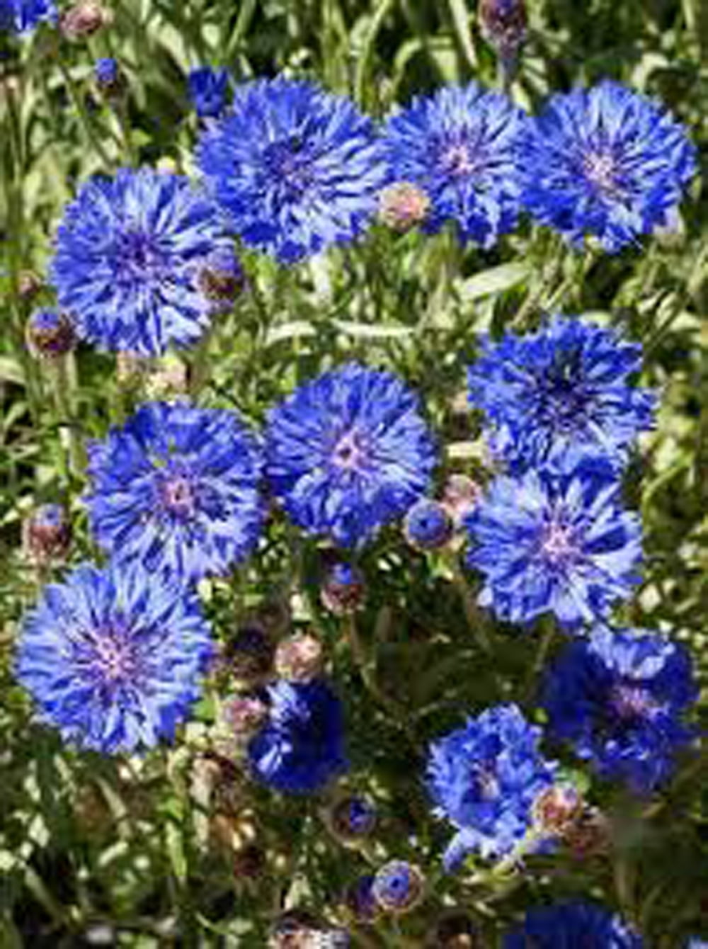 Dwarf Blue Bachelor Button 100 Seeds, Beautiful Flower, Border Flower ...