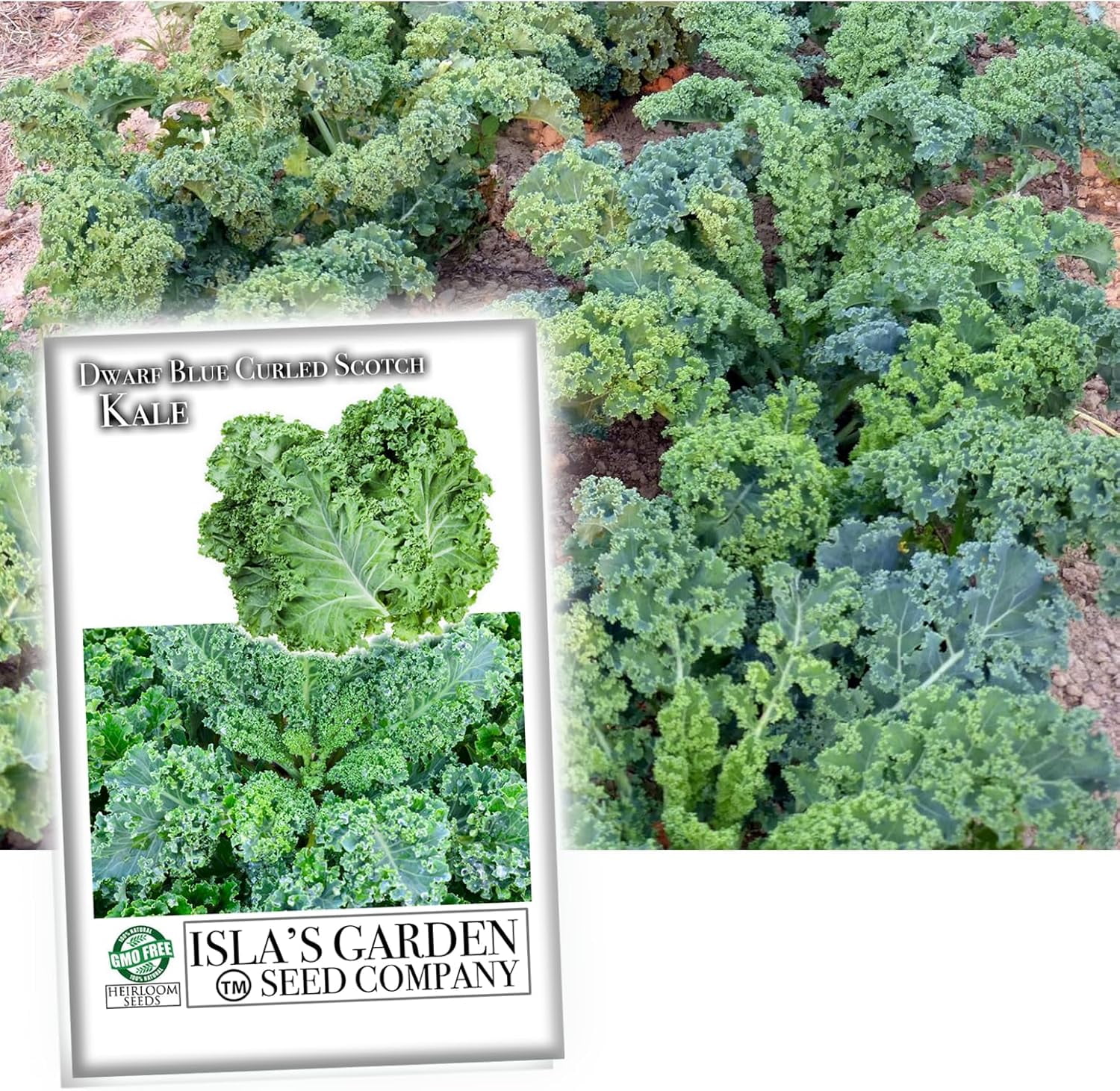 Dwarf Blue Curled Scotch Vates Kale Seeds, 750+ Heirloom Seeds Per ...