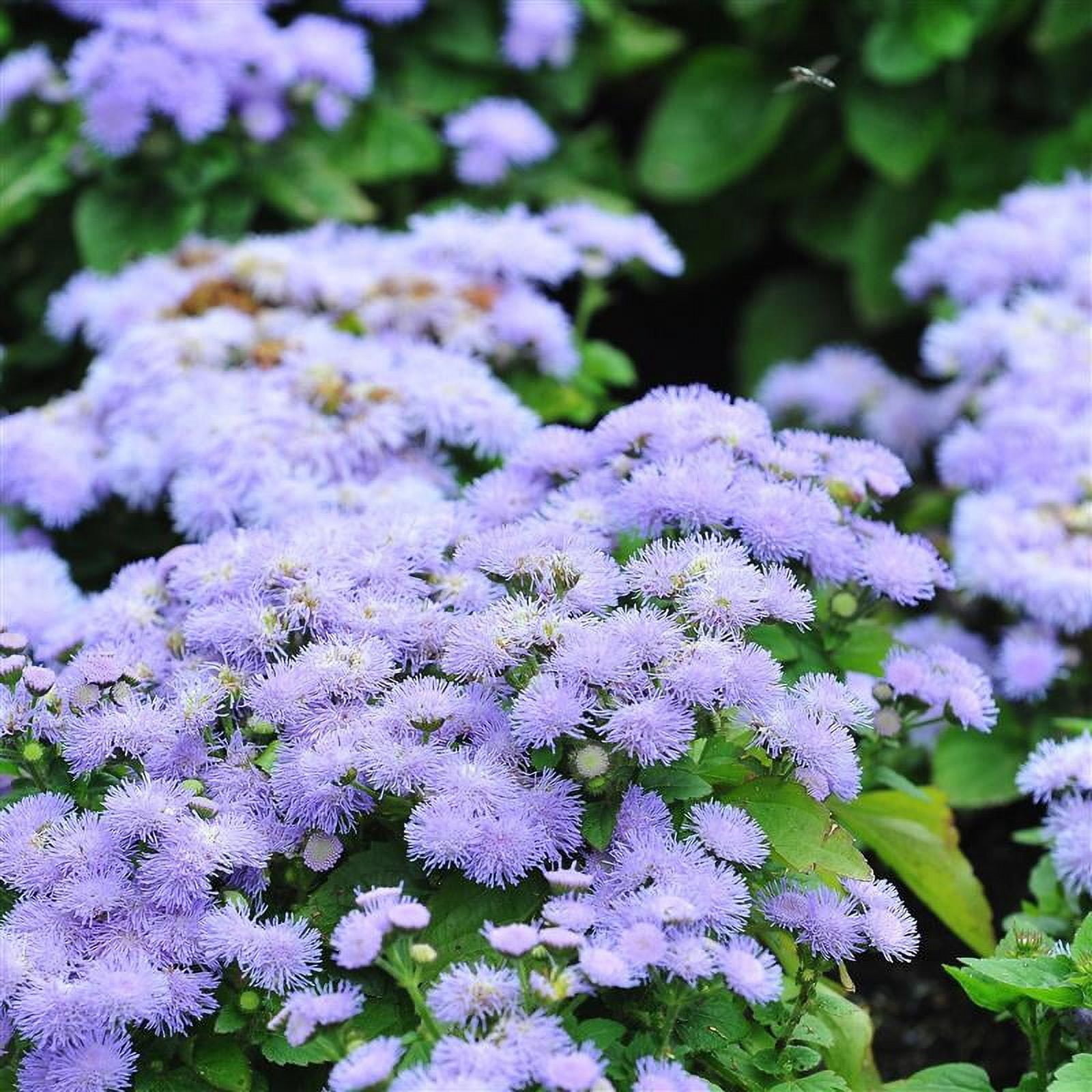 Dwarf Blue Mink Ageratum Seed 250 Mg ~1,760 Seeds – Non-GMO Annual ...