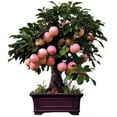 CZ Grain Dwarf Bonsai Apple Tree Seeds, 50 Seeds, Exotic Indoor Fruit Plants - Walmart.com