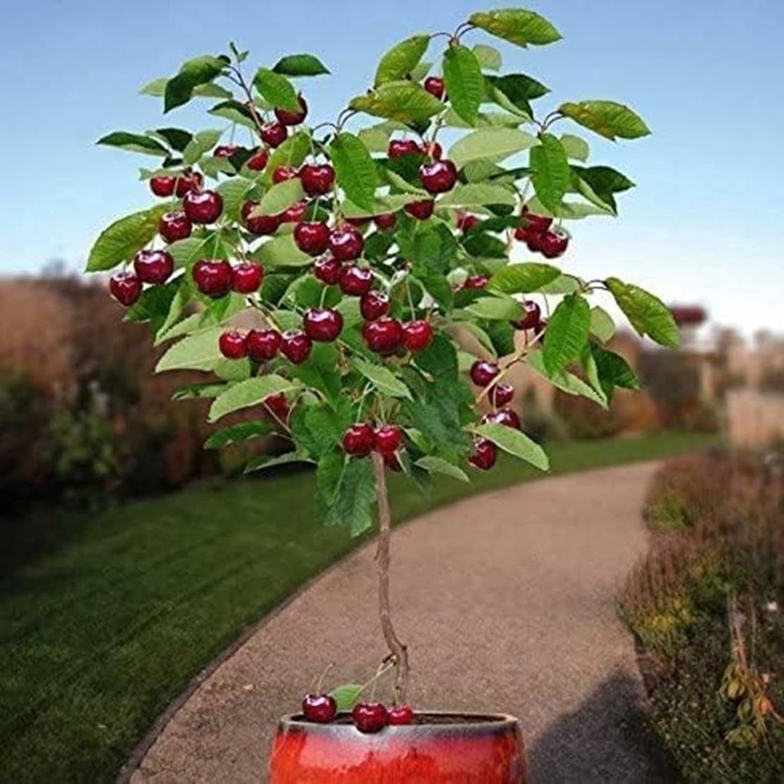 Dwarf Bonsai Black Cherry Fruit Tree Seedling, dormant, live plant ...