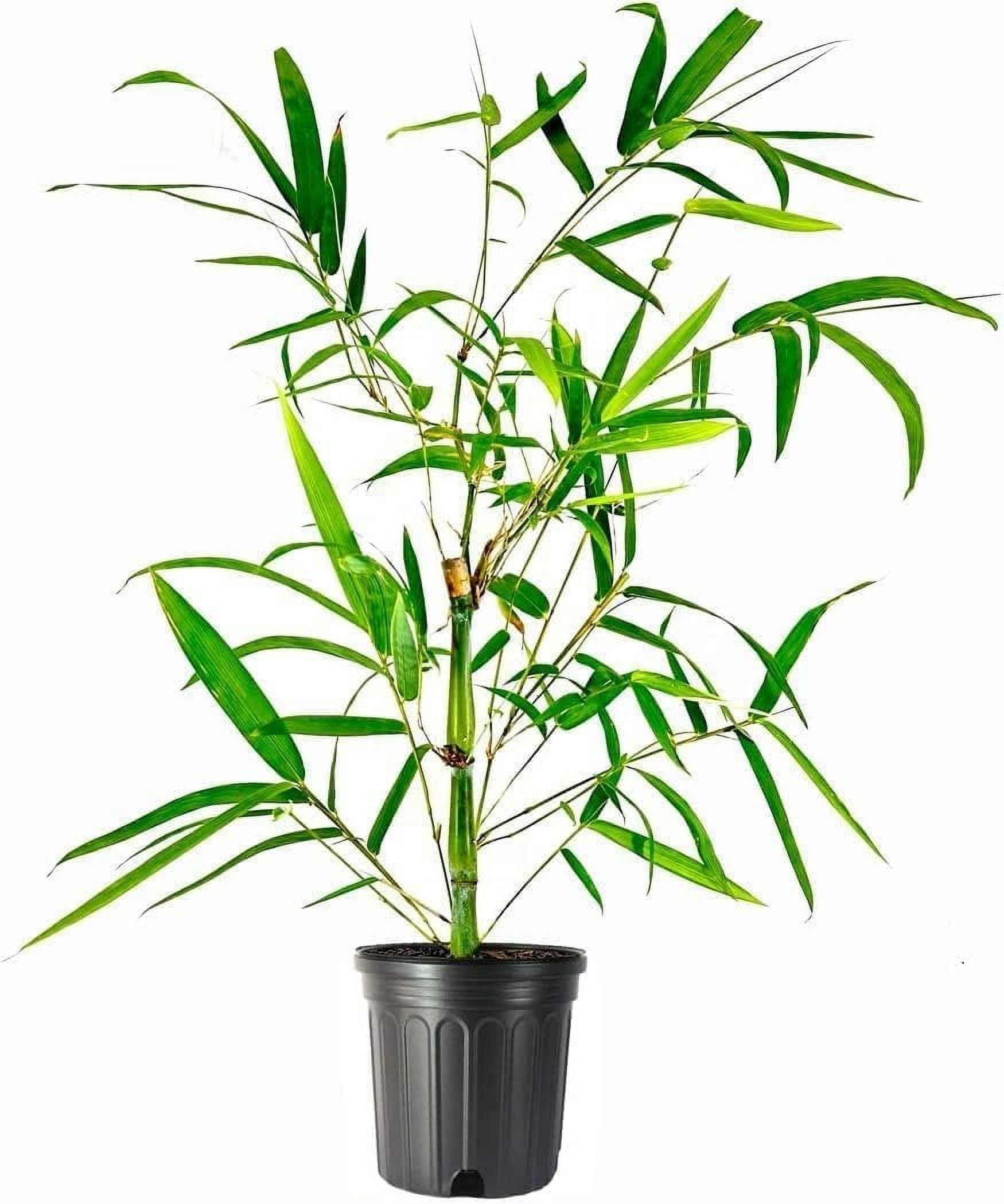 Dwarf Buddha Belly Bamboo 10 Live Plants Bambusa Vulgaris Wamin Rare ...