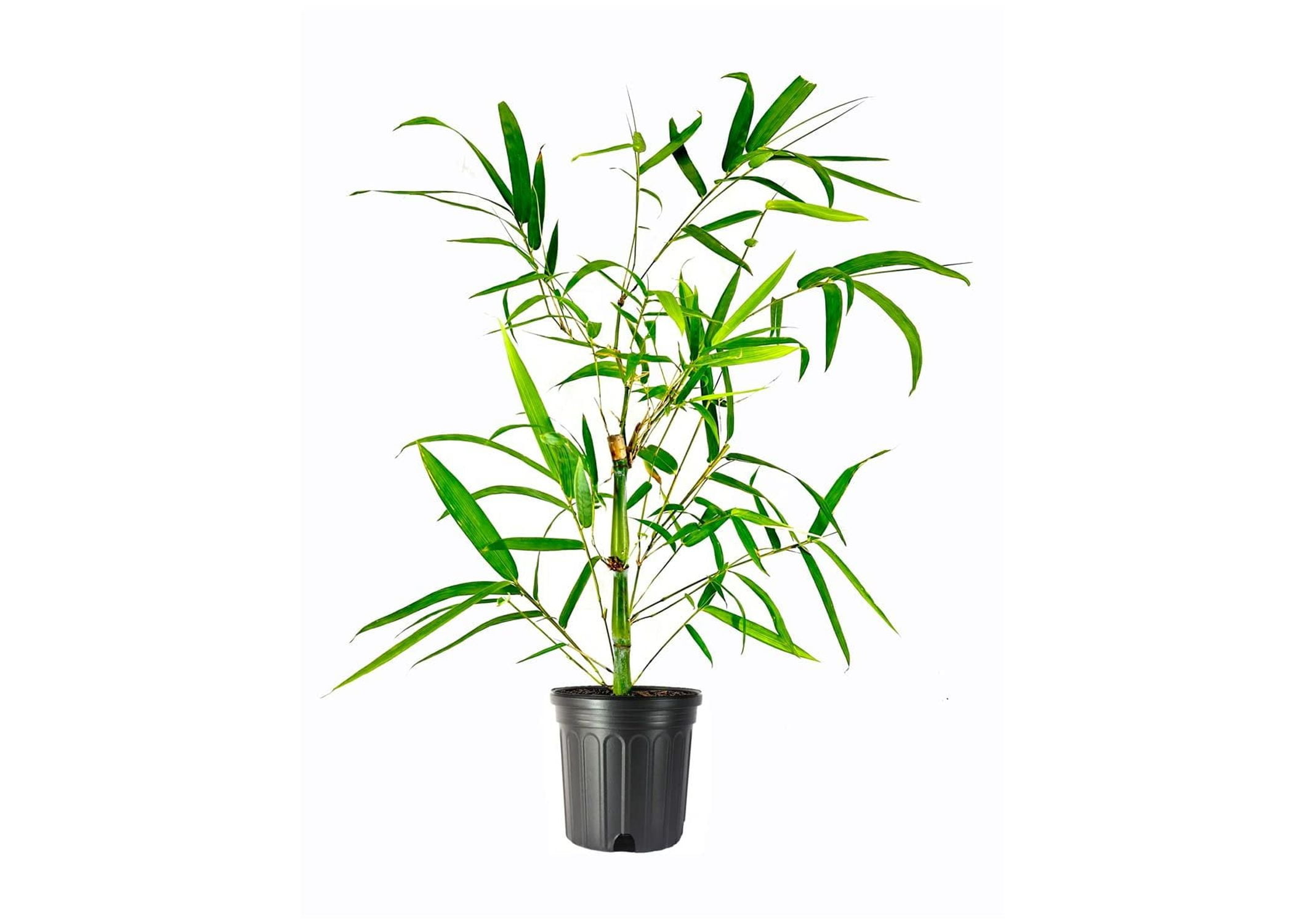 Dwarf Buddha Belly Bamboo 3 Live Plants Bambusa Vulgaris Wamin Rare ...