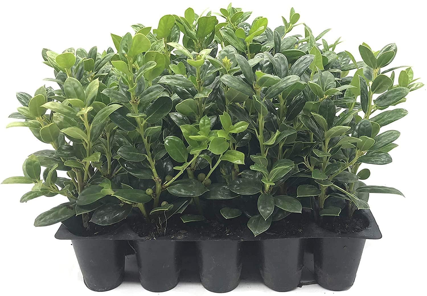 Dwarf Burford Holly - 20 Live Plants - Ilex Burfordi Evergreen Hedge ...