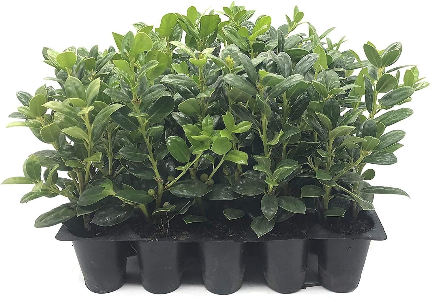 Dwarf Burford Holly - 3 Live Plants - Ilex Burfordi Evergreen Hedge Red ...