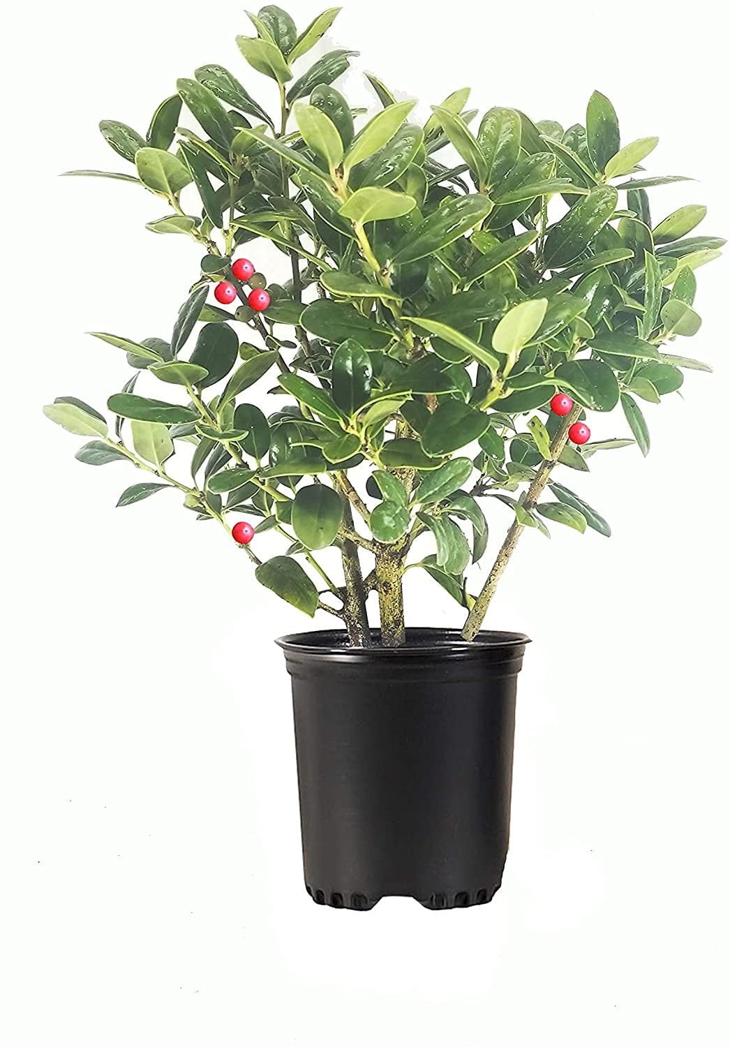 Florida Foliage Dwarf Burford Holly, Evergreen Shrub Tree, Compact ...