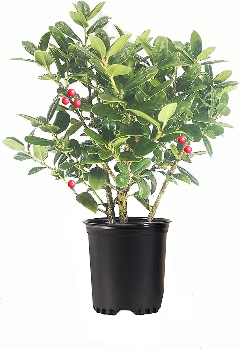 Dwarf Burford Holly 5 Live Quart Size Plants Ilex Burfordi Evergreen ...