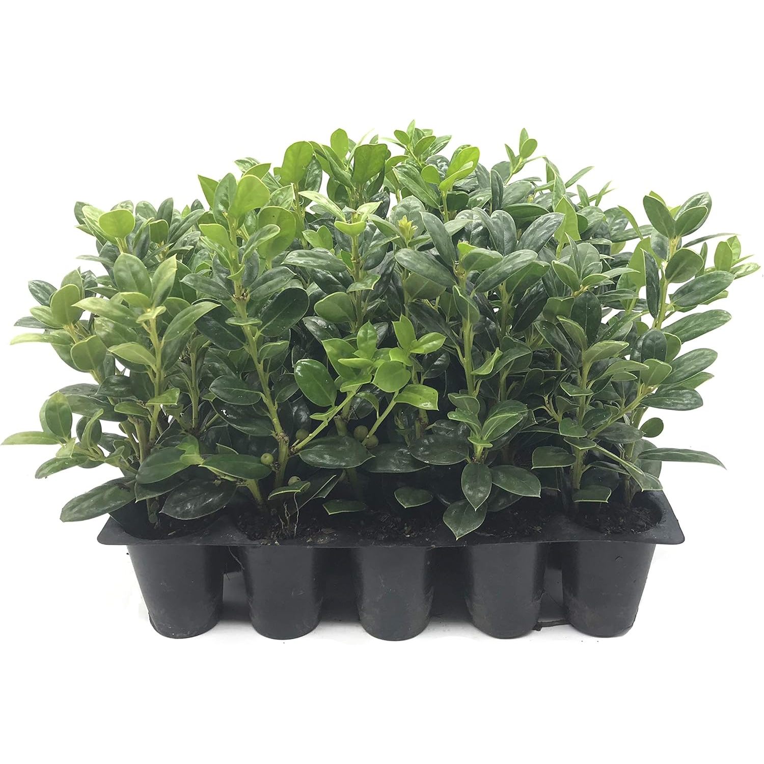 Dwarf Burford Holly Ilex - 10 Live Plants - Evergreen Burfordi Shrub ...