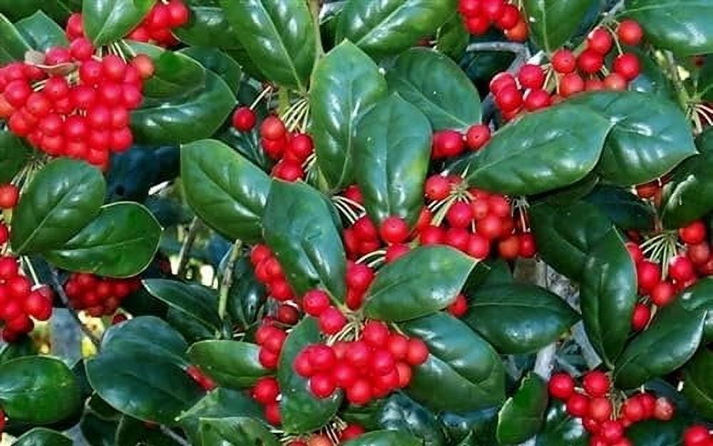 Dwarf Burfordi Holly Ilex 1 Extra Large 3 Gallon Plant Ilex cornuta ...