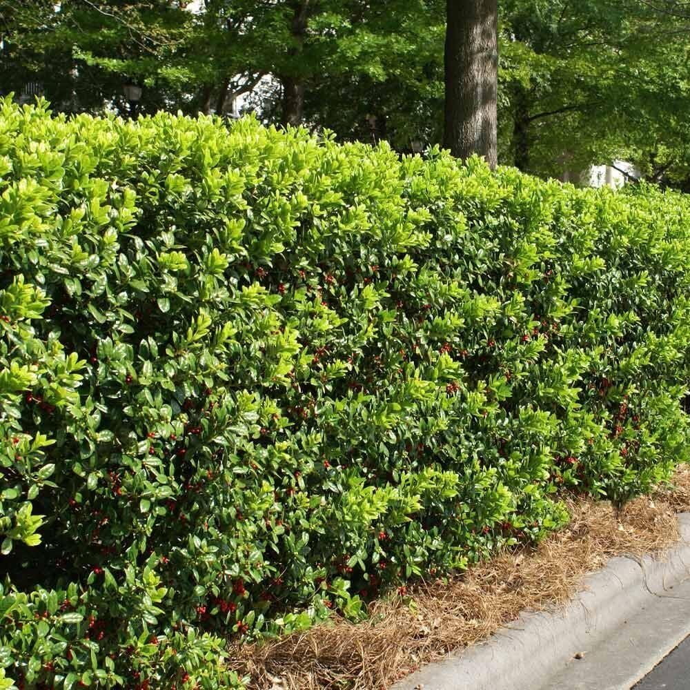 Dwarf Burfordi Holly Ilex | Extra Large 3 Gallon Plants | Ilex cornuta ...