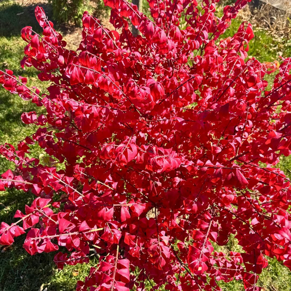 Dwarf Burning Bush Live Plant, Dwarf Burning Bush Dormant Shrubs, Set 5 ...