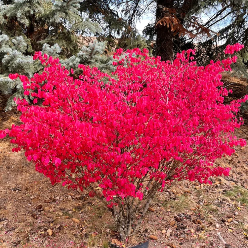 Dwarf Burning Bush Live Plant, Dwarf Red Bushes Live Shrubs for Outdoor ...