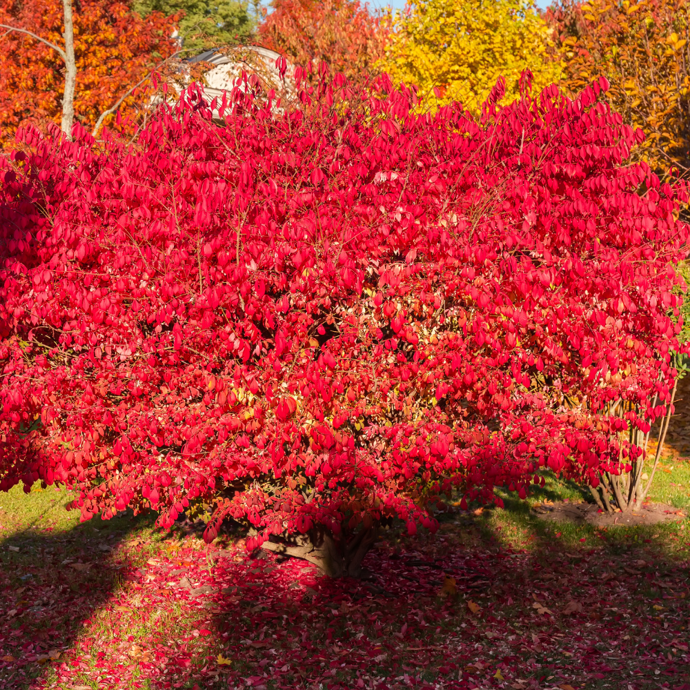 Dwarf Burning Bush Live Plant in 4" Pot, Euonymus Perennial Shrubs for ...