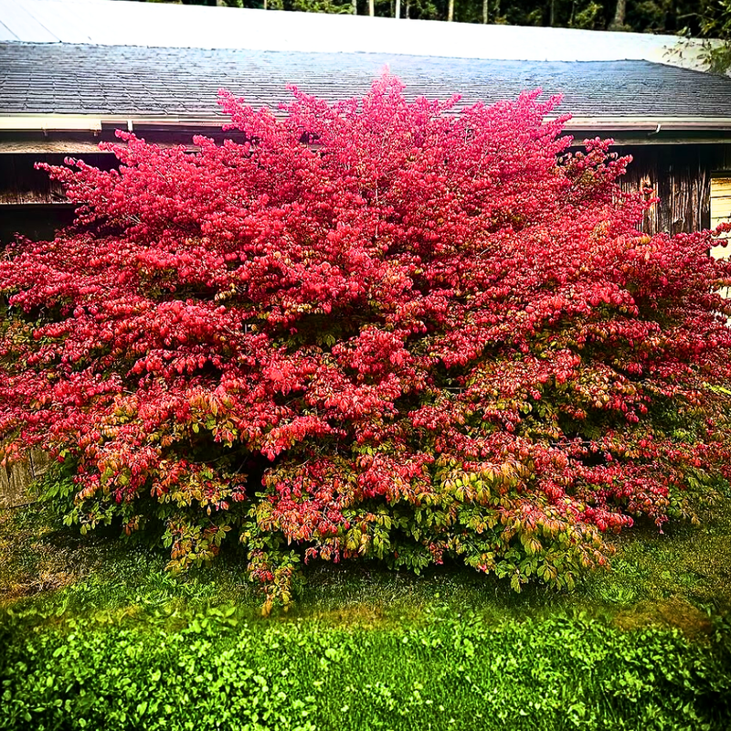 Dwarf Burning Bush Shrubs, Burning Bush Live Plant, Set of 5 Dormant ...