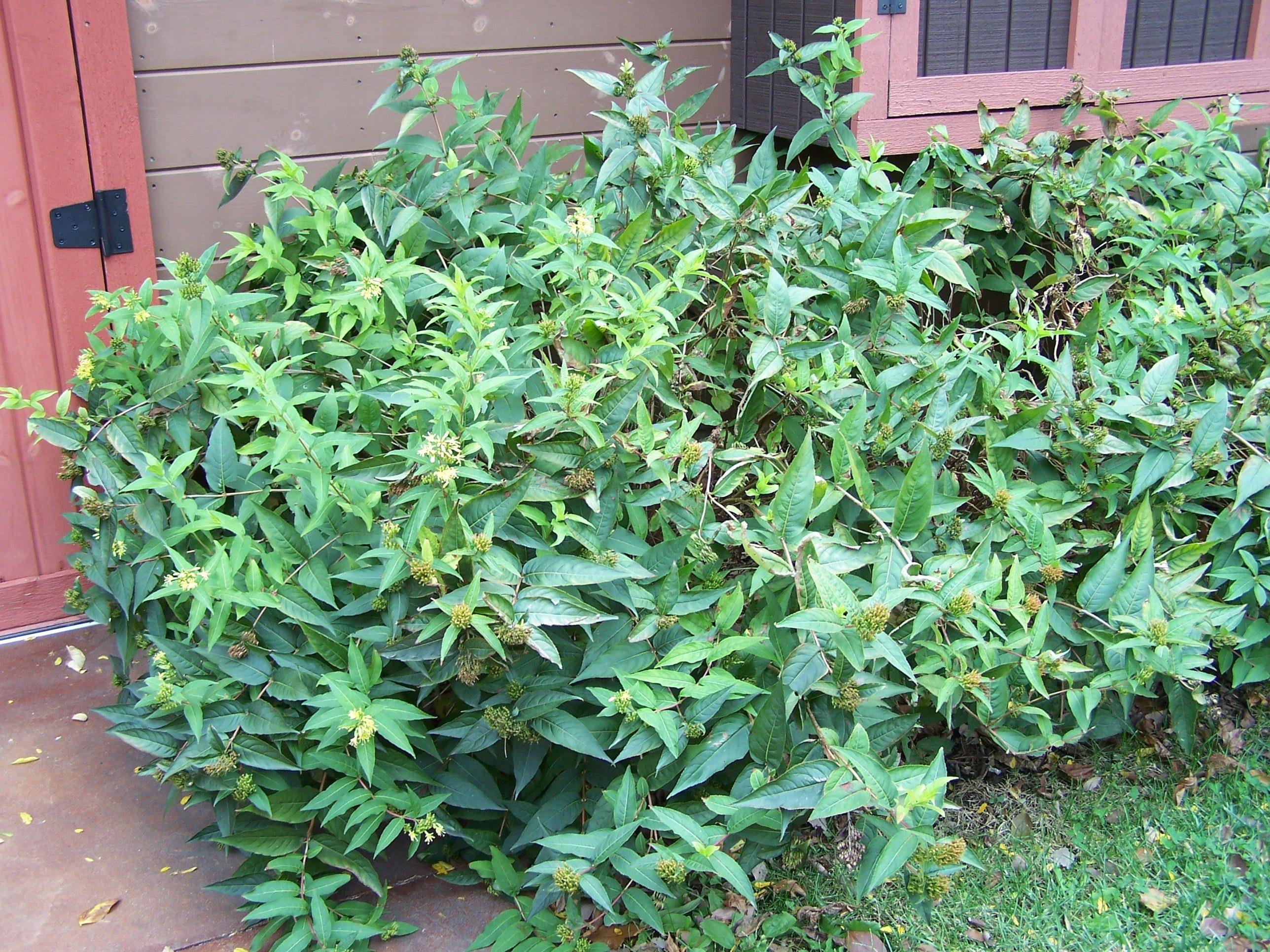 RedCrocus Dwarf Bush-Honeysuckle Diervilla - Compact Deciduous Shrub ...