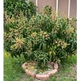 Dwarf Carrie Grafted Mango Tree 3gal Pot Ready To Fruit Ship