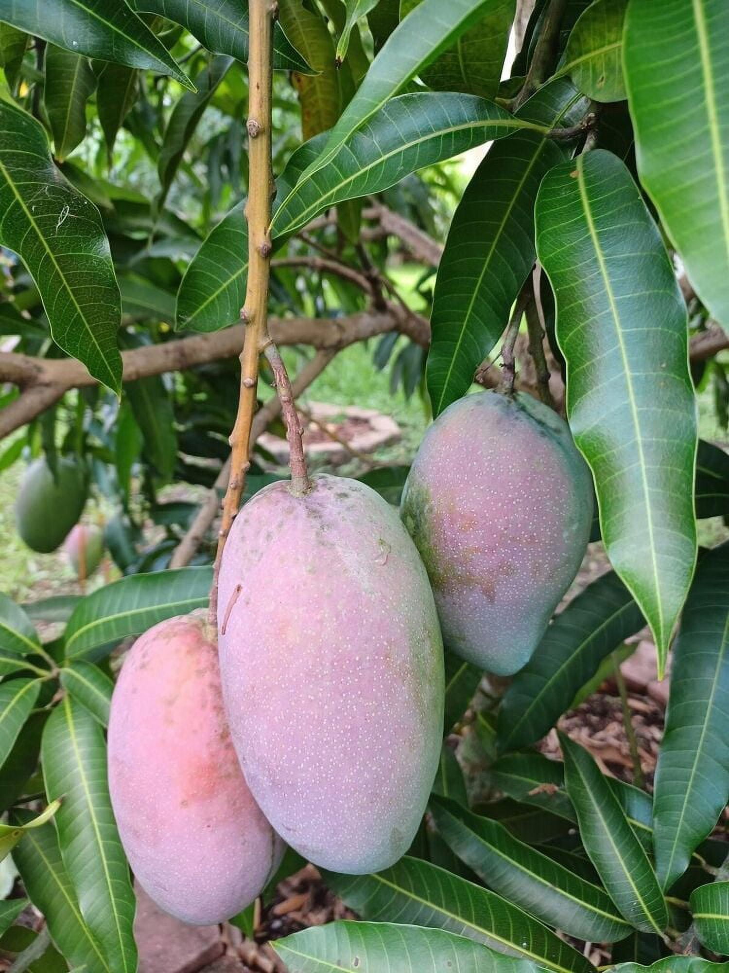 Dwarf COGSHALL Grafted Rare MANGO Tree 3Gal Pot Ready To Fruit Ship ...