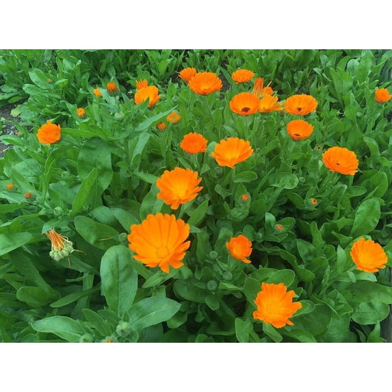 Sherwood's Seeds, Dwarf Calendula Marigold, Orange and Yellow Flowers ...