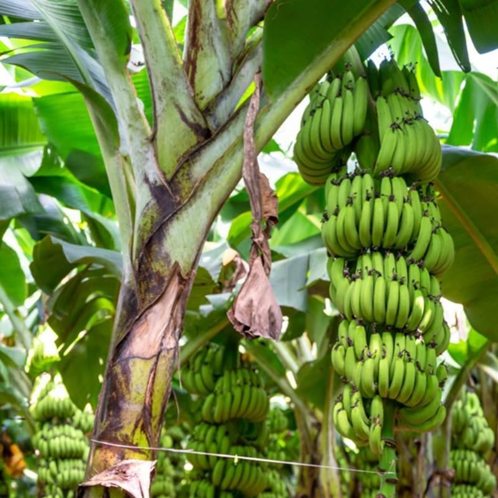 Dwarf Cavendish Banana Tree Live Plant, 4-8" Tall, Cold Hardy Tropical ...