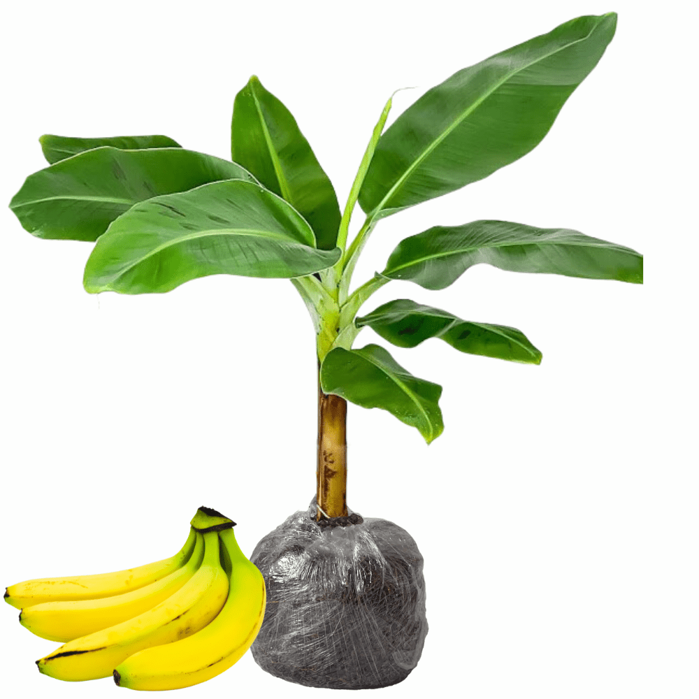 Dwarf Cavendish Banana Tree Live Plant, 4-8" Tall, Cold Hardy Tropical ...