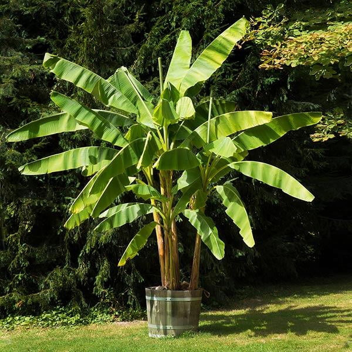 Dwarf Cavendish Banana - Walmart.com