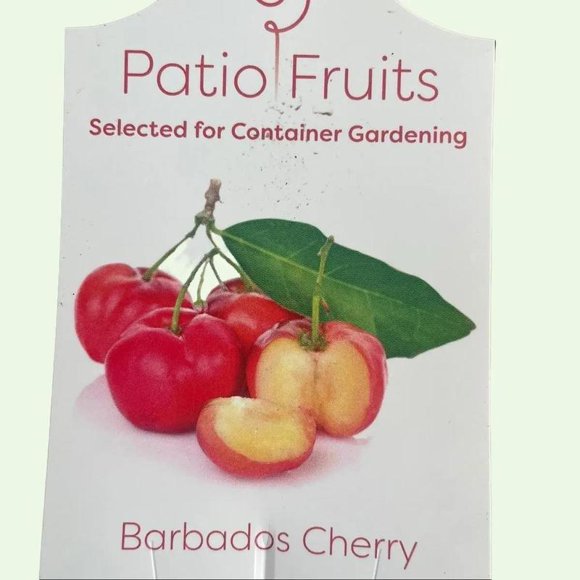 Dwarf Fruit Tree