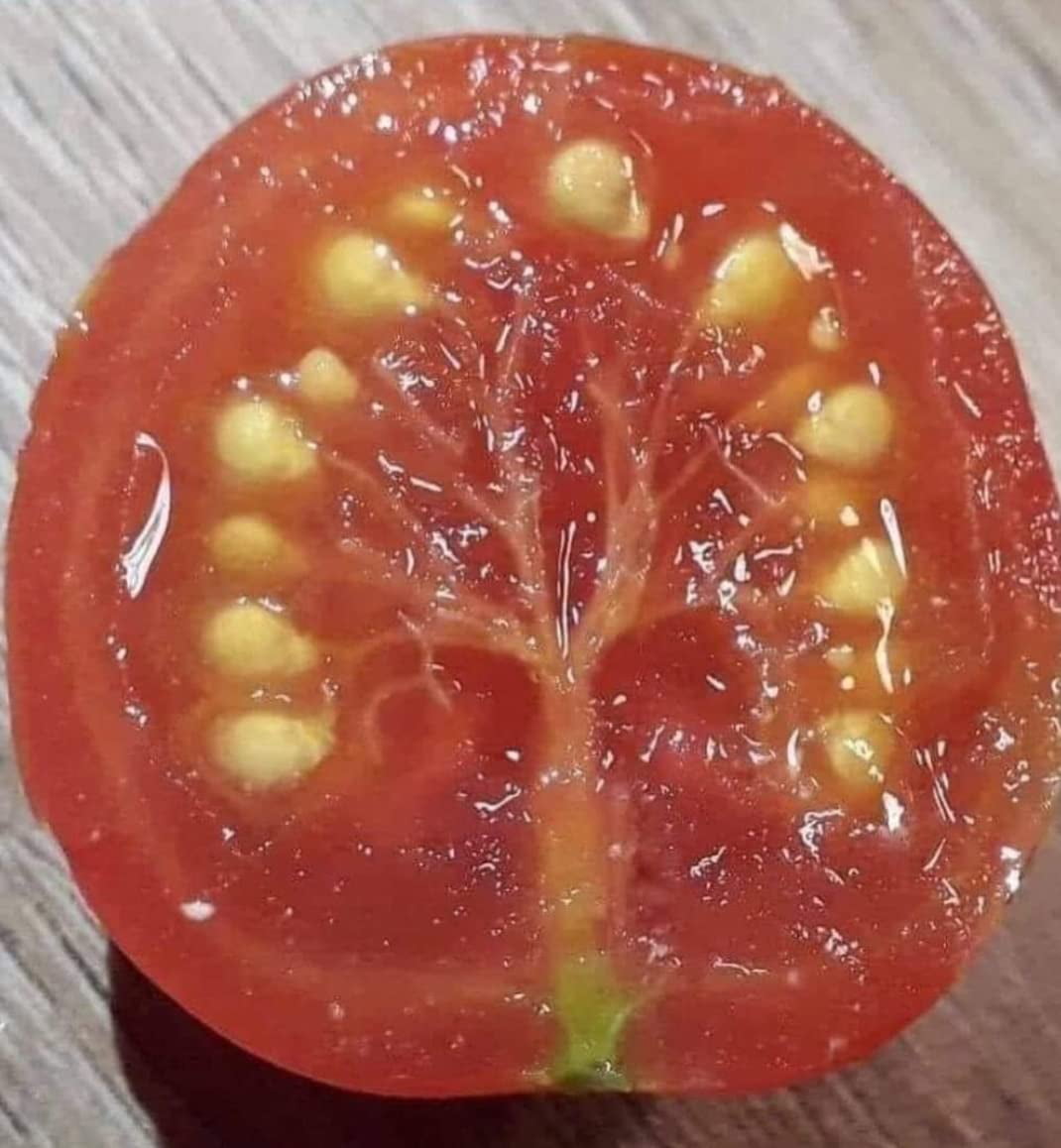 Dwarf Cherry Tomato Bush Seeds | 100+ Seeds | Grow Your Own Food | Good ...