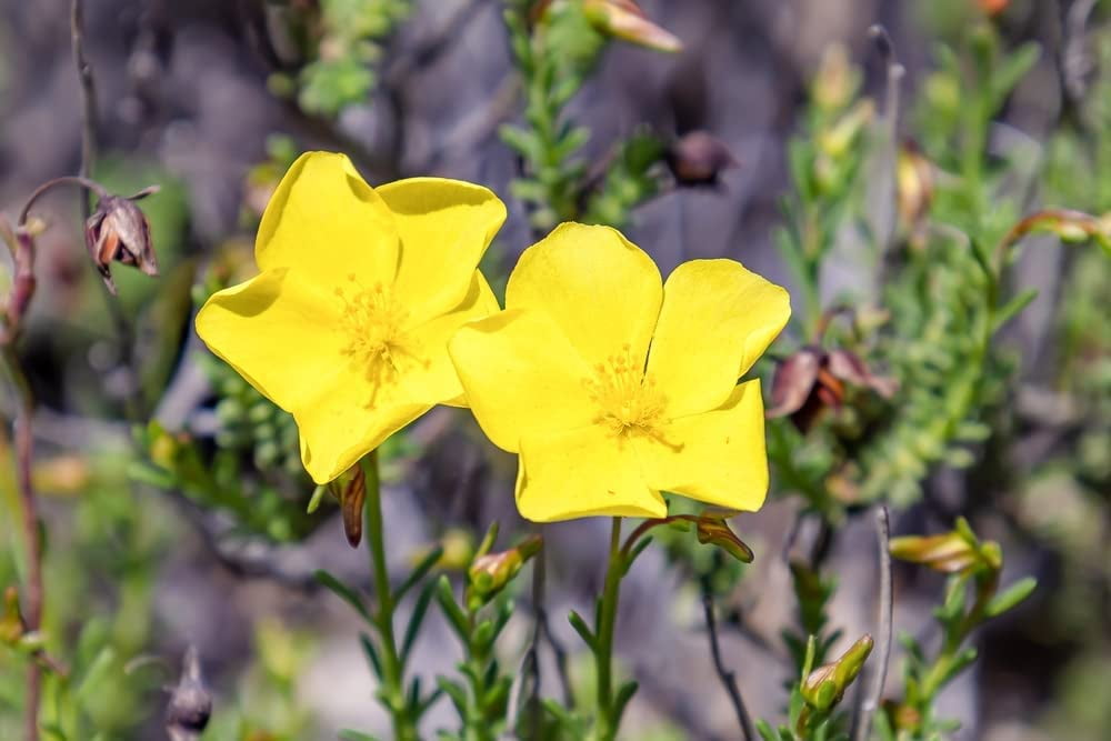 Dwarf Creeping Rock Rose Seeds for Planting (50 Seeds) - Blooming ...