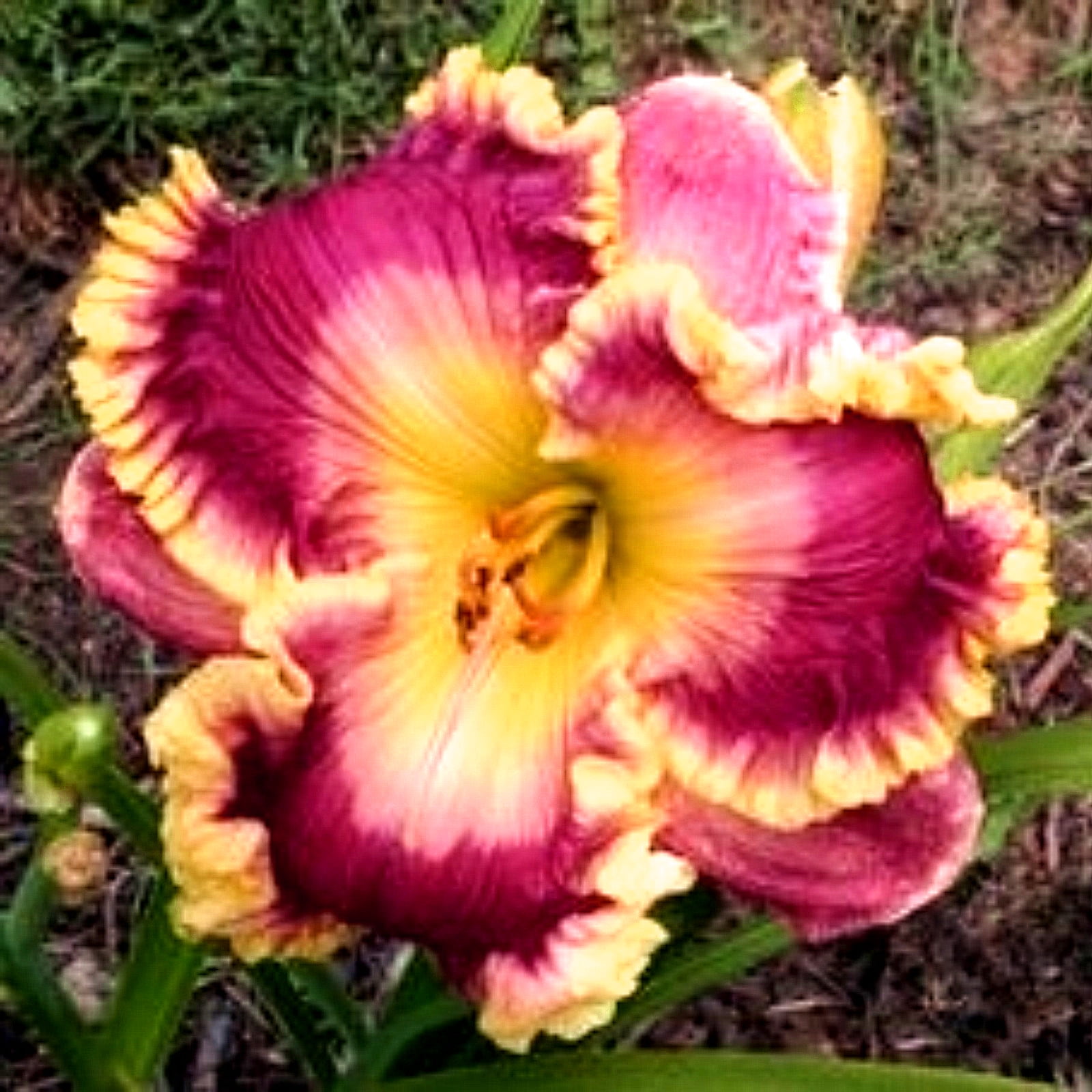 Dwarf Daylilies (Hemerocallis) – Perfect for Small Gardens, Borders ...