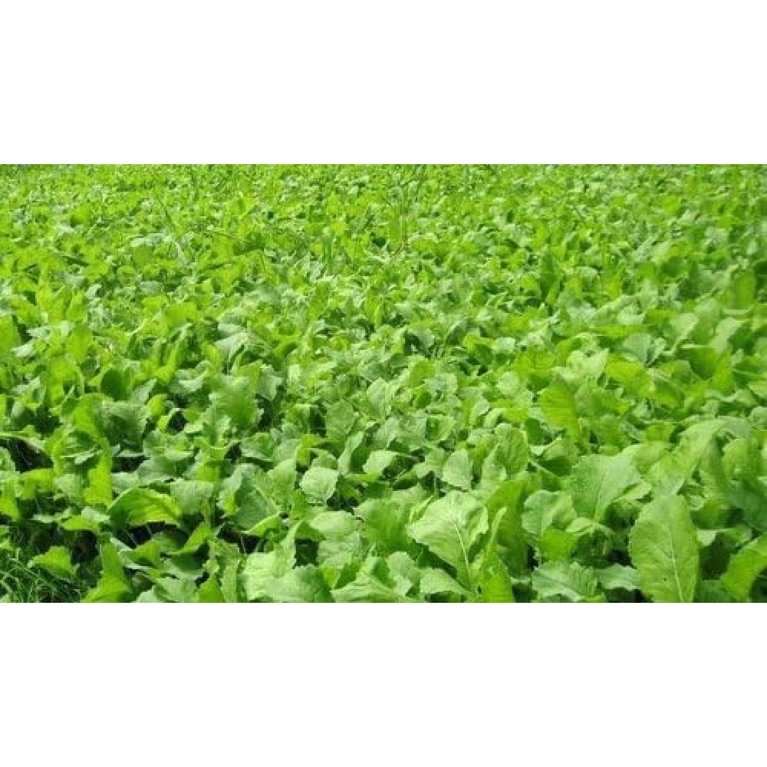Dwarf Essex Rape Seed 5 LB. Wild Life Attractant and Livestock Forage ...