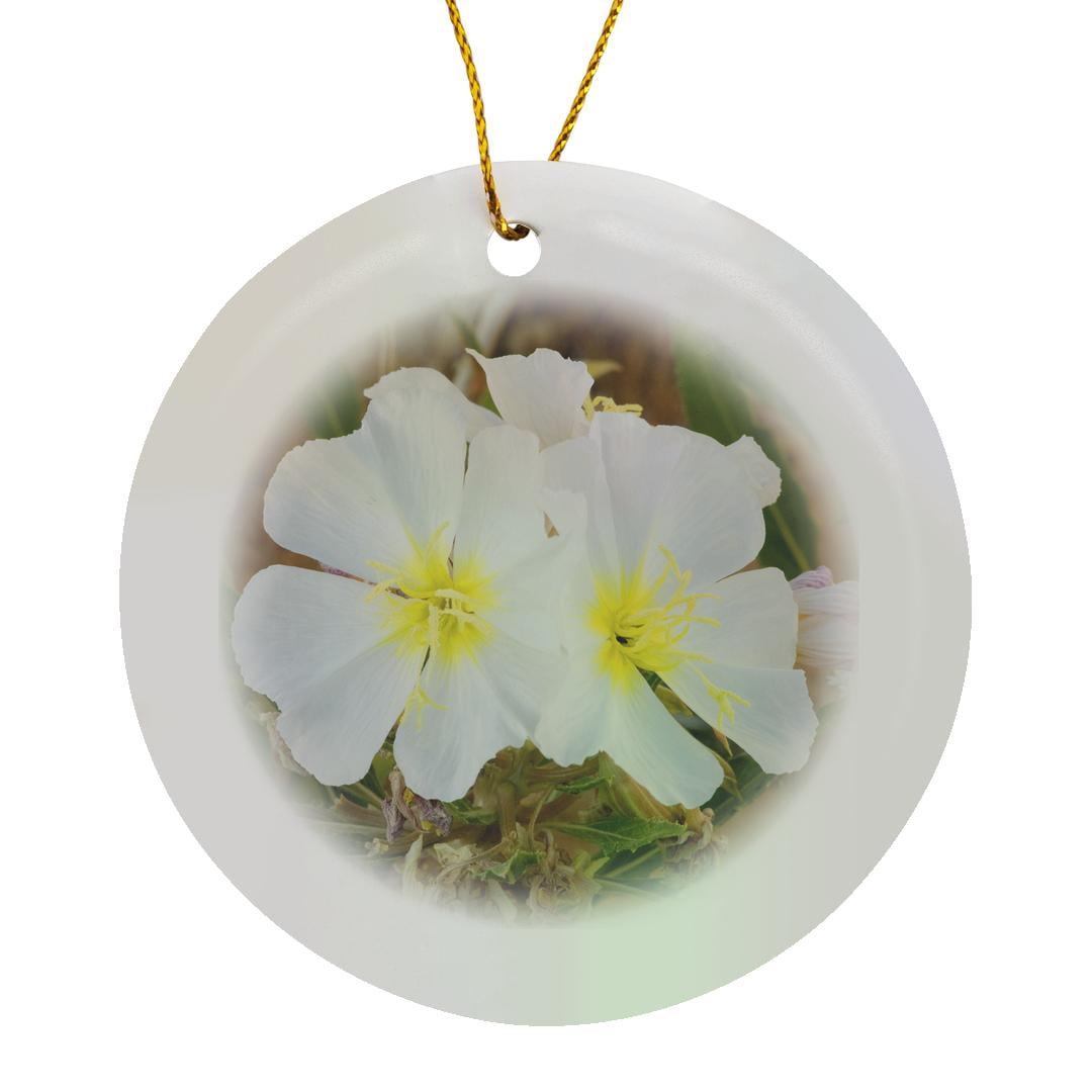 3drose, Dwarf Evening Primrose Flower, Mohave Desert Arizona - Us03 ...