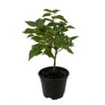 "Dwarf Everbearing Mulberry Live Plant - Sweet Medium-sized Fruit ...