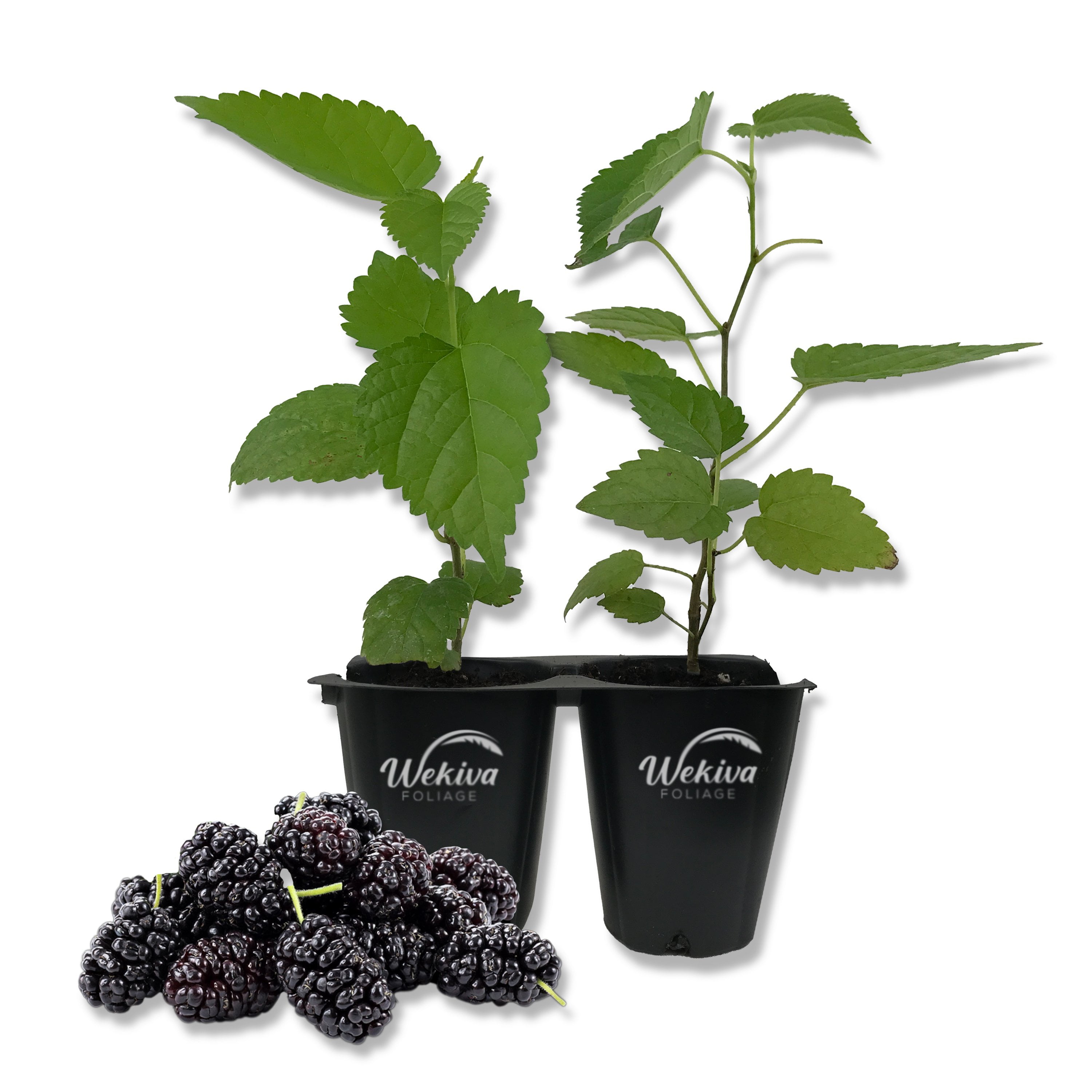 Dwarf Everbearing Mulberry Tree - 2 Live Tissue Culture Starter Plants ...