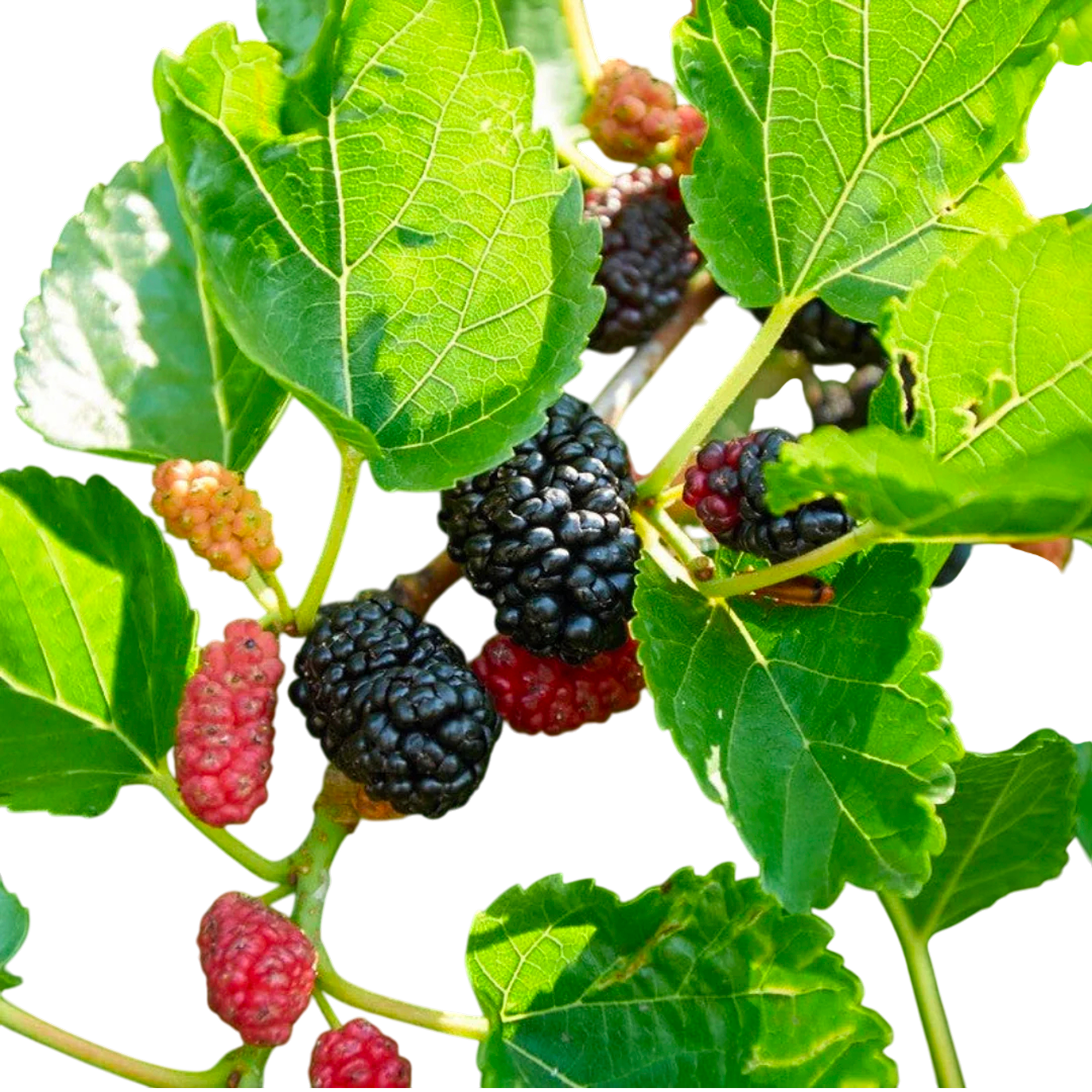 Dwarf Everbearing Mulberry Tree – 5 Gallon Potted Plants, Set of 2 ...