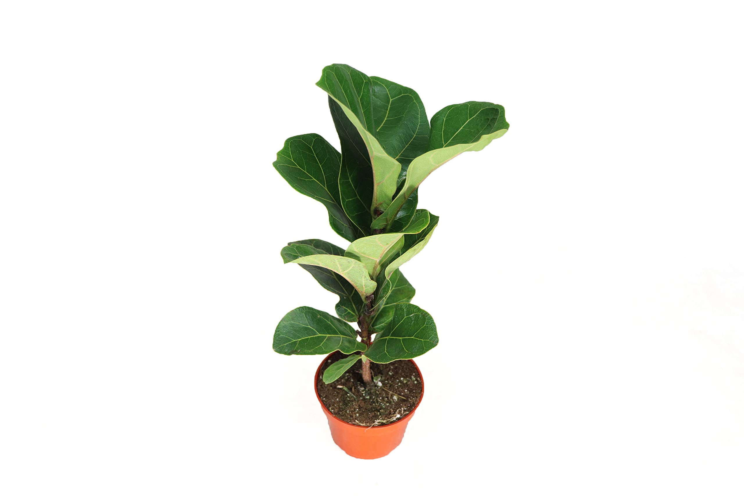 Dwarf Fiddle Leaf Fig - 4'' from California Tropicals - Walmart.com