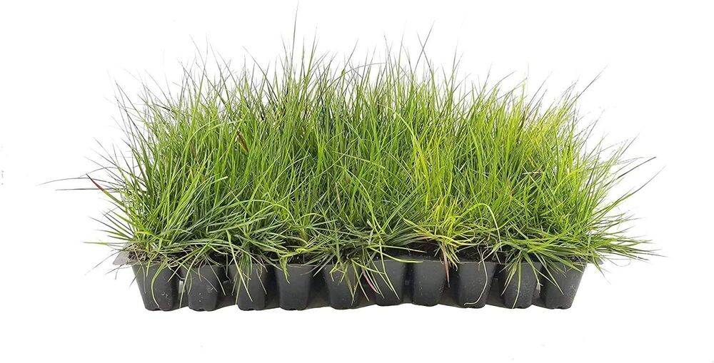 Dwarf Fountain Grass - Live Plants - Pennisetum Alopecuroides Hamelin ...