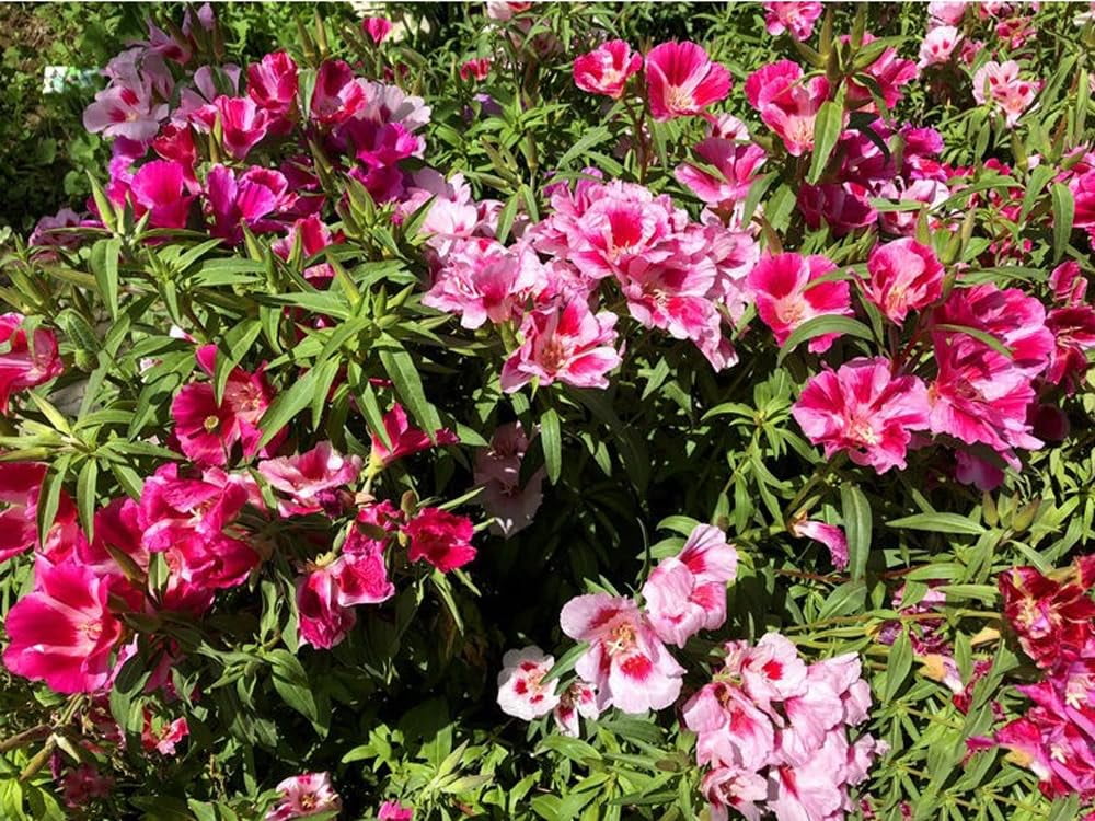 Dwarf Godetia Farewell to Spring Clarkia Amoena Flower 100 Seeds C21 ...