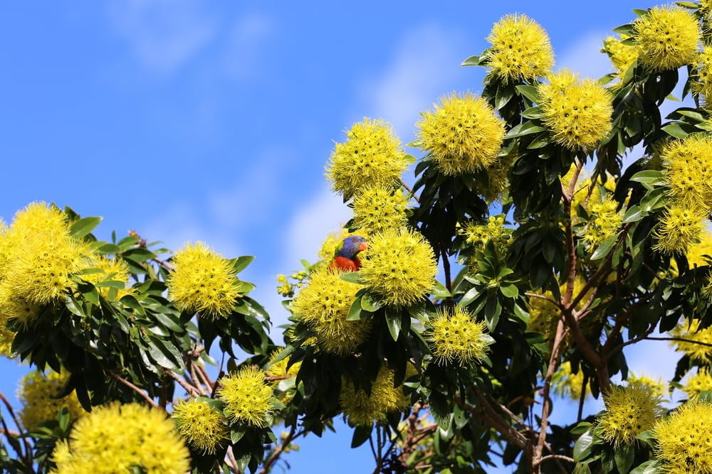 Dwarf Golden Penda Seeds for Planting (30 Seeds) - Xanthostemon ...