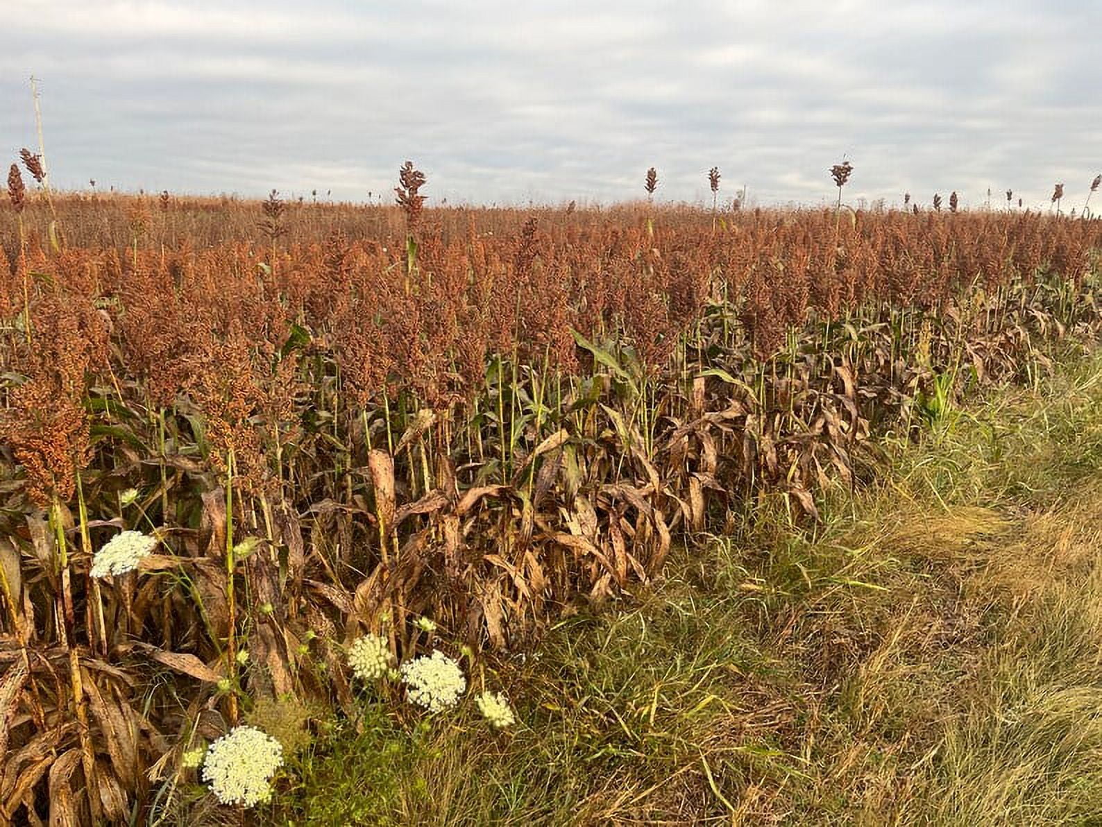 Dwarf Grain Sorghum Molasses Cane Broom Corn Heirloom Seed Packet ...