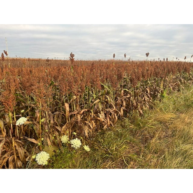 Dwarf Grain Sorghum Molasses Cane Broom Corn Heirloom Seed Packet ...