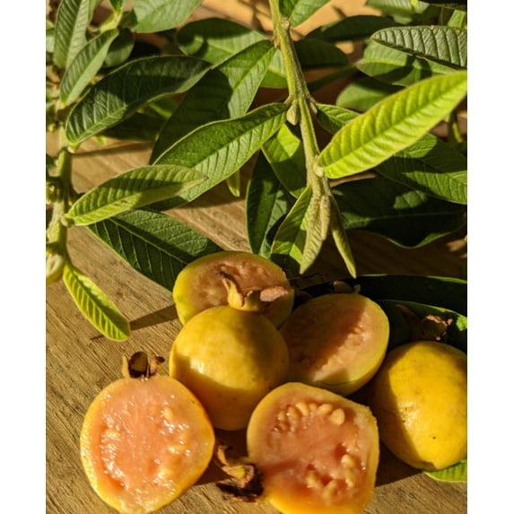 Dwarf Guava Live Plant 4-7" Tall for Planting - Nano Leaf Guava - Rare ...