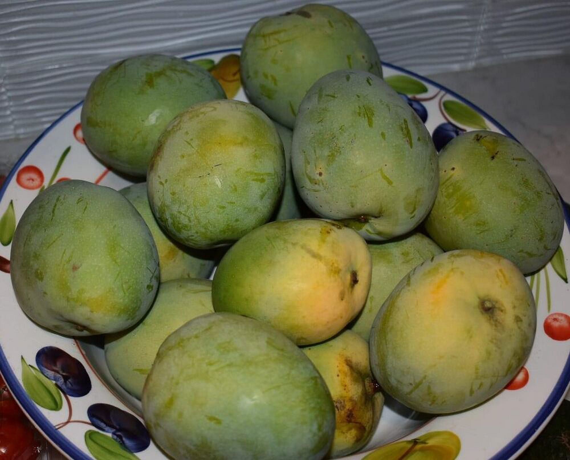 Dwarf HONEY KISS Grafted Rare MANGO Tree 3Gal Pot Ship UPS Overnight ...