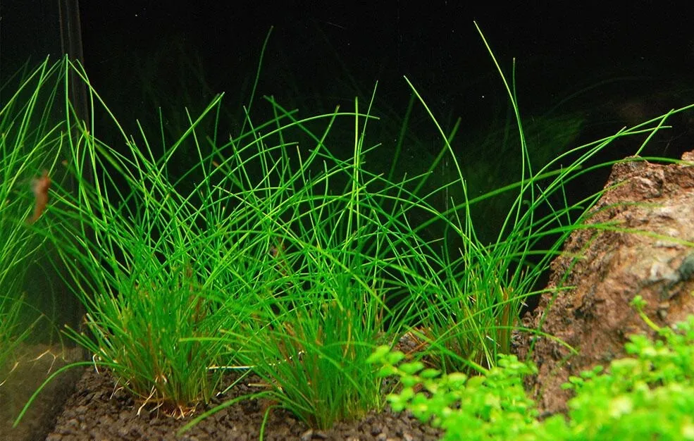 Dwarf Hair Grass Eleocharis Parvula Clump Aquarium Plants - Walmart.com