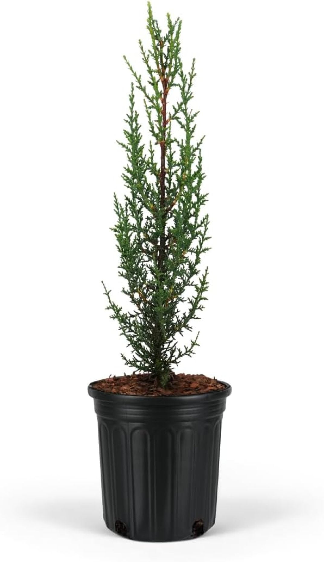 Dwarf Italian Cypress Tree – Live Mediterranean Evergreen for ...