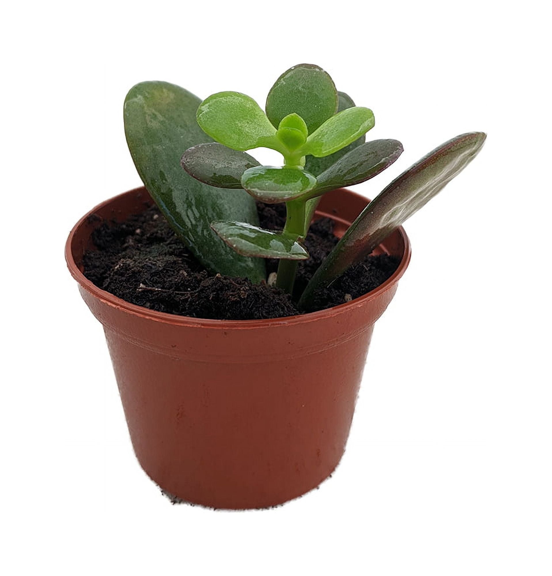 Dwarf Jade Plant