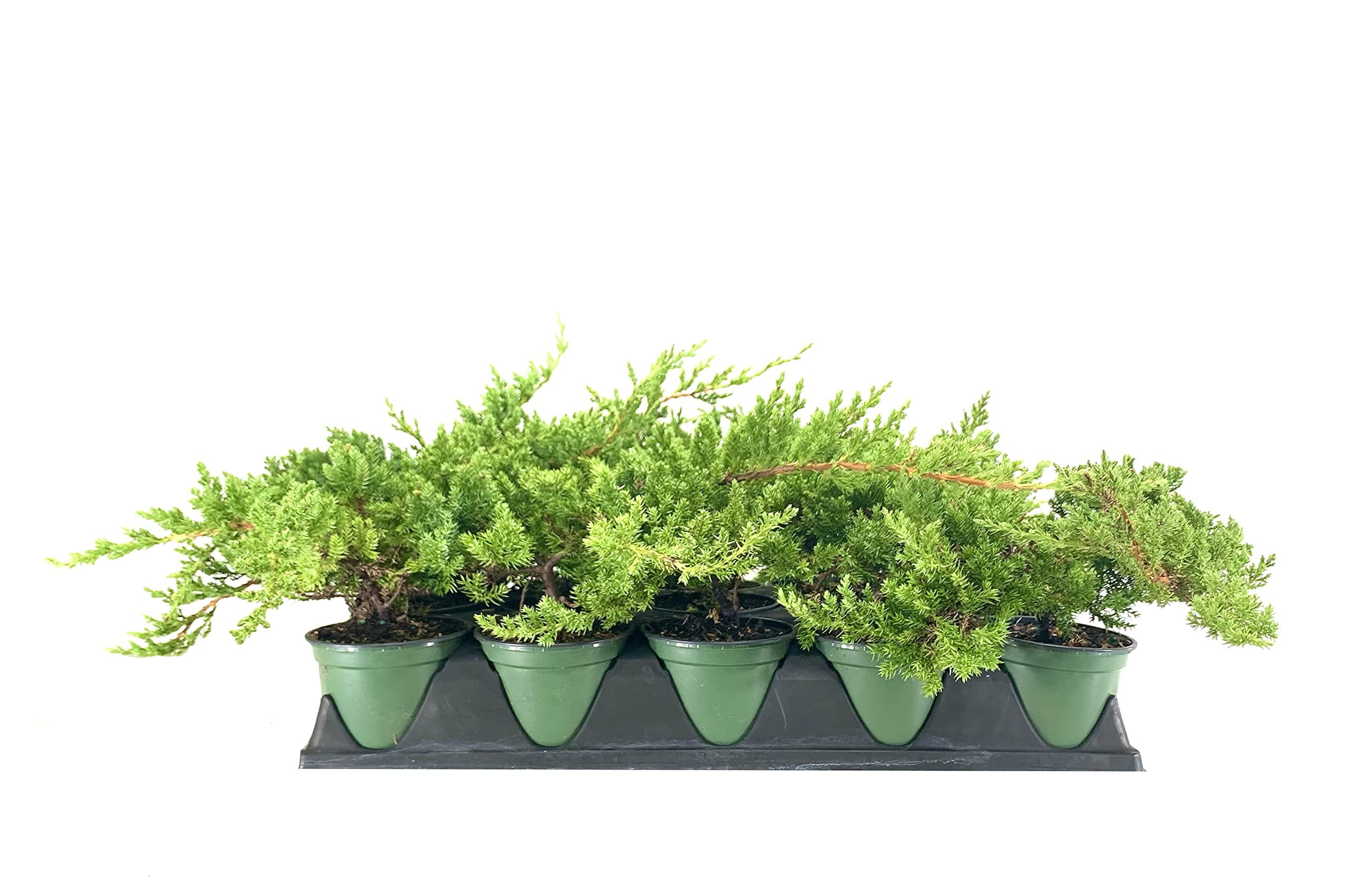 Dwarf Japanese Garden Juniper 1 Live 4 Inch Pot Juniperus Procumbens ...