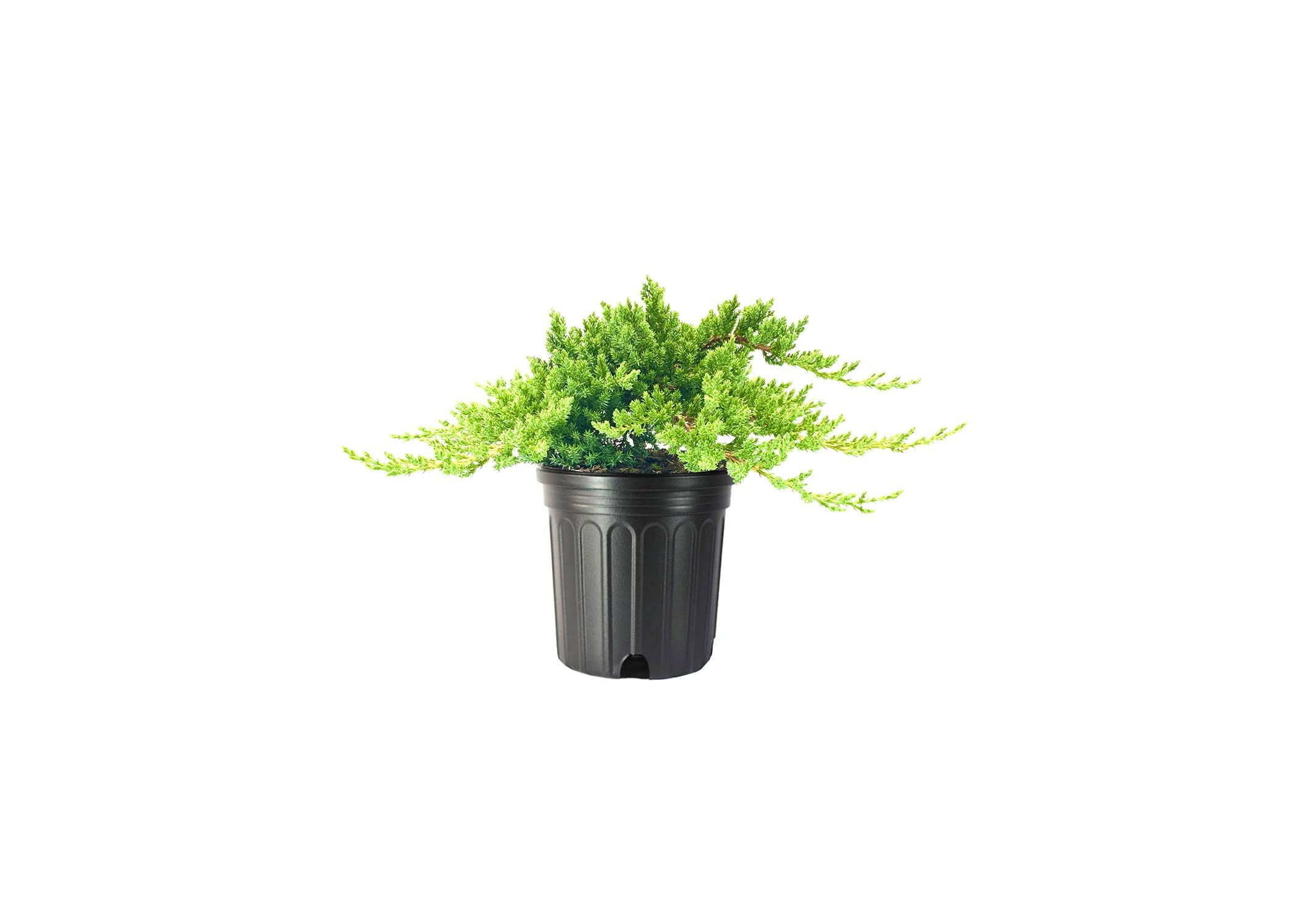 Dwarf Japanese Garden Juniper 3 Live Gallon Size Plants Juniperus ...