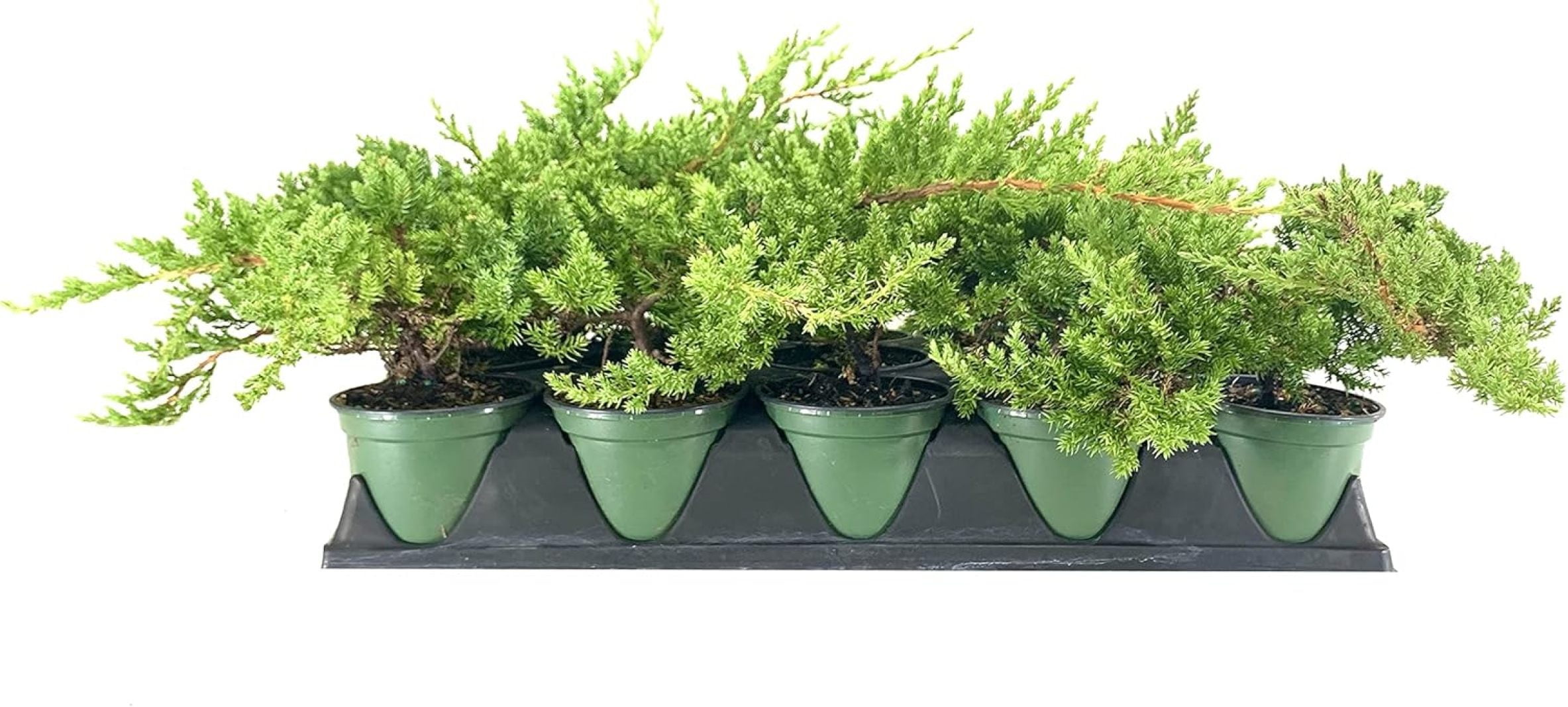 Dwarf Japanese Garden Juniper | 5 Live 4 Inch Pots | Juniperus ...