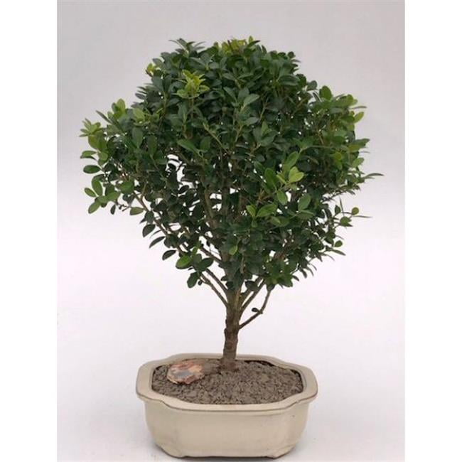 Dwarf Japanese Holly Tree - Ilex Crenata Piccolo - Walmart.com